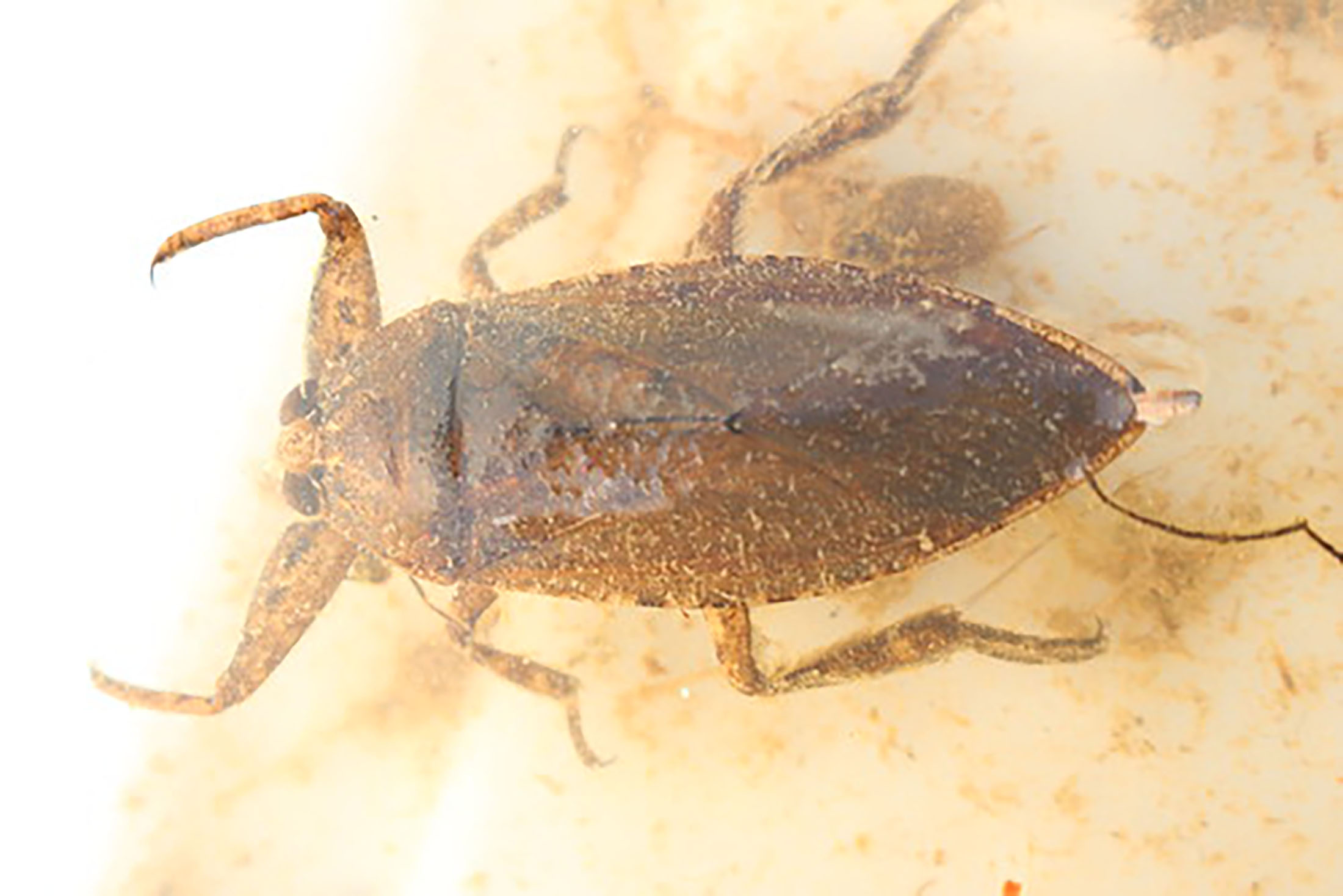 Audubon Creature Feature is Aquatic Insects | News, Sports, Jobs ...